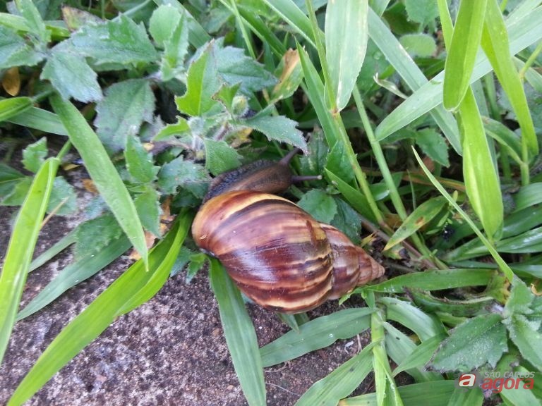 Caramujos africanos amedrontam moradores no Centreville - São Carlos Agora