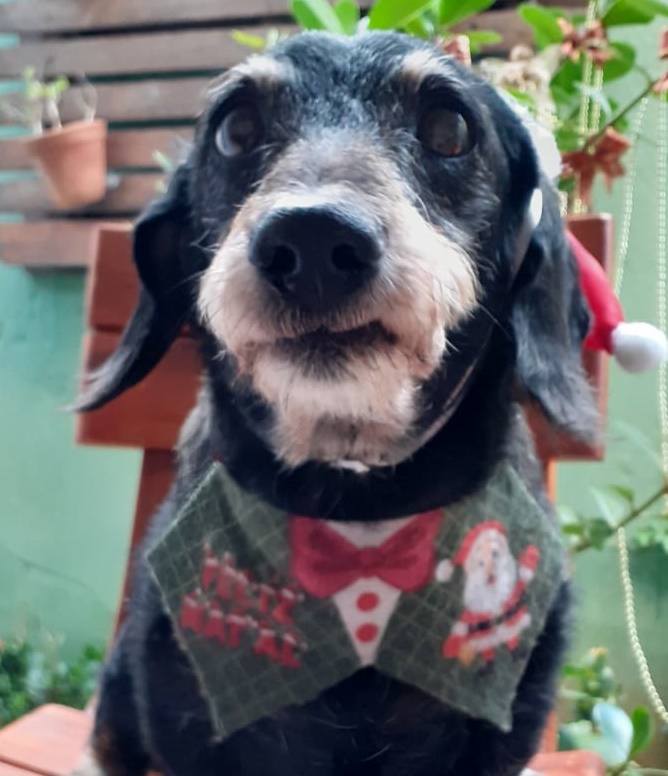 Homenagem da Funerais Pet ao cachorrinho Spice Lee - São Carlos Agora
