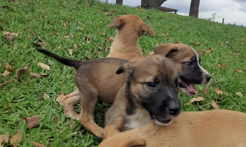 Canil e gatil de São Carlos estará aberto para visitação pública no ...