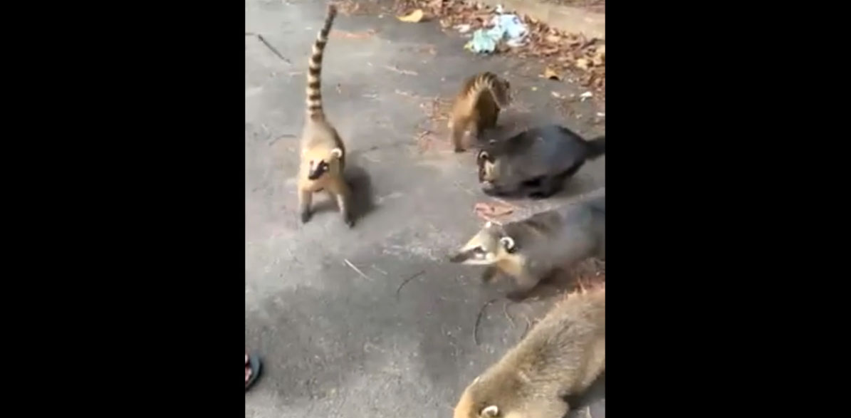 Bando de quatis é flagrado em mata no Jardim Tangará; veja o vídeo ...