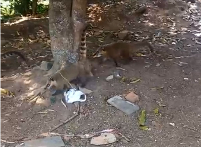 Bando de quatis é visto em mata no Jardim Tangará; veja vídeo - São ...