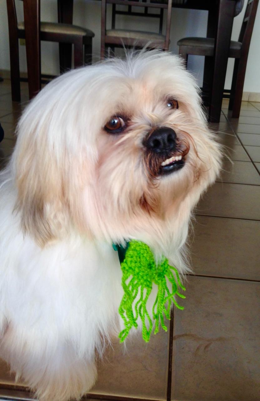 Homenagem da Funerais Pet ao cachorrinho Nino Smalldog - São Carlos Agora