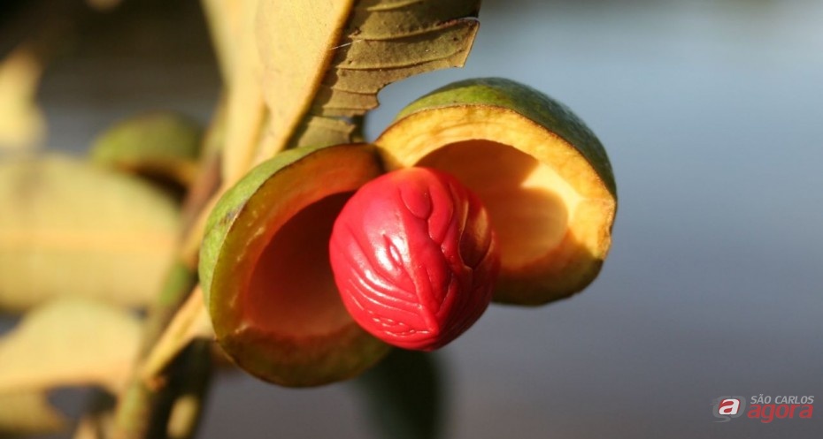 UFSCar e Natura se unem para preservação e manejo de espécie ameaçada ...
