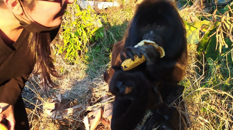 Macaco vira atração em praça - São Carlos Agora